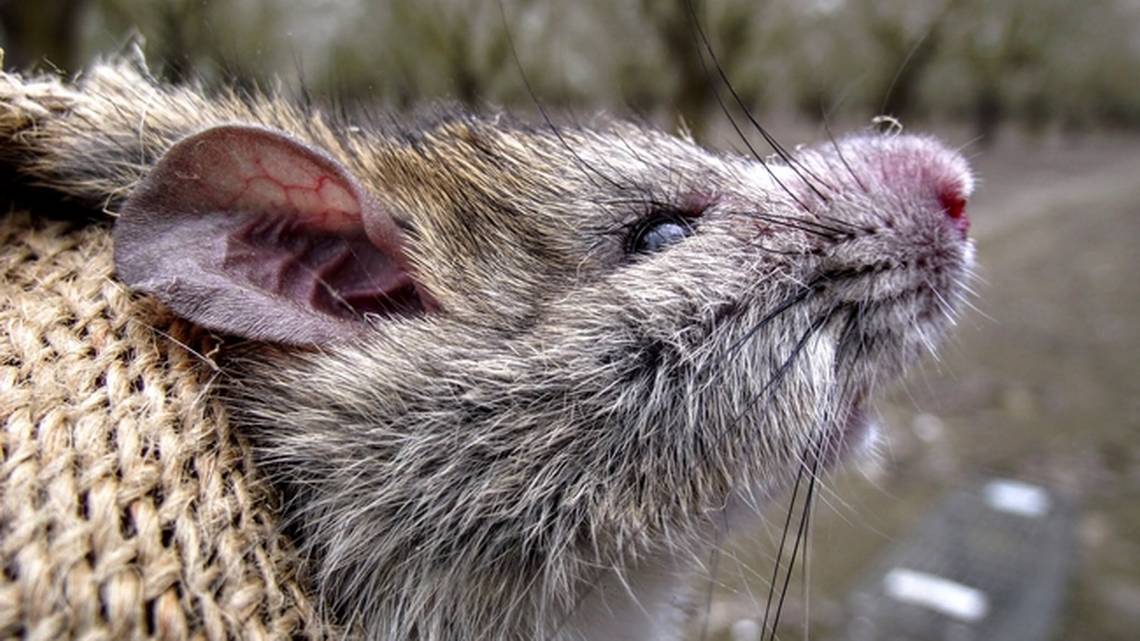 Roof rats are invading California farms and destroying fruit, nuts and ...
