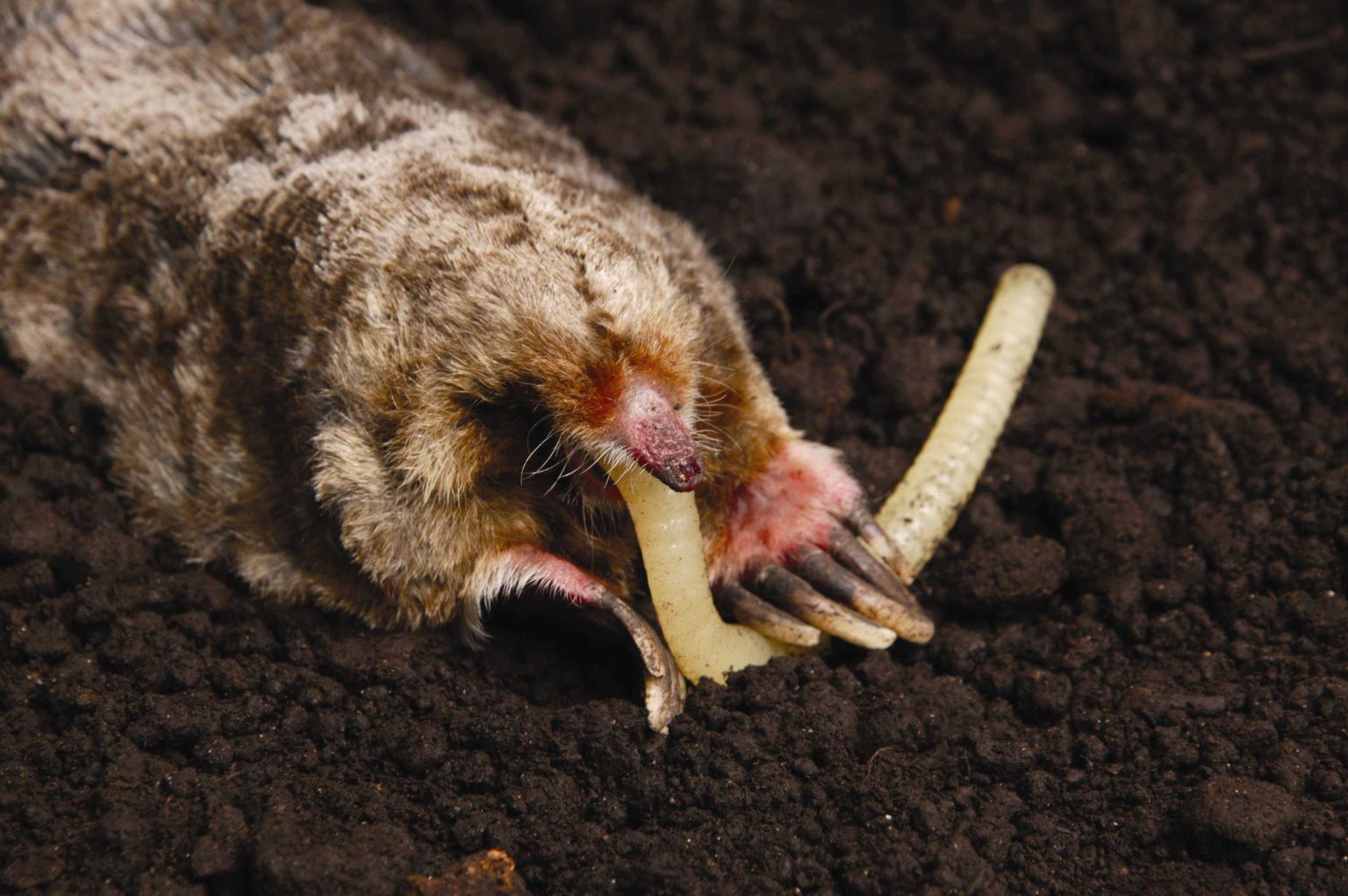 Rodent Identification - Motomco