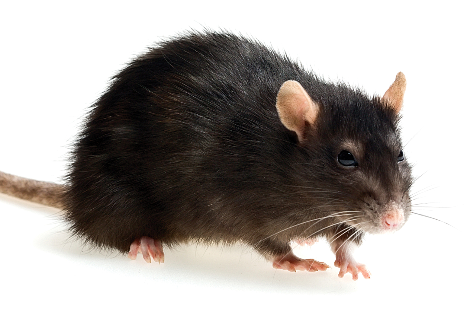 Rodent Identification - Motomco